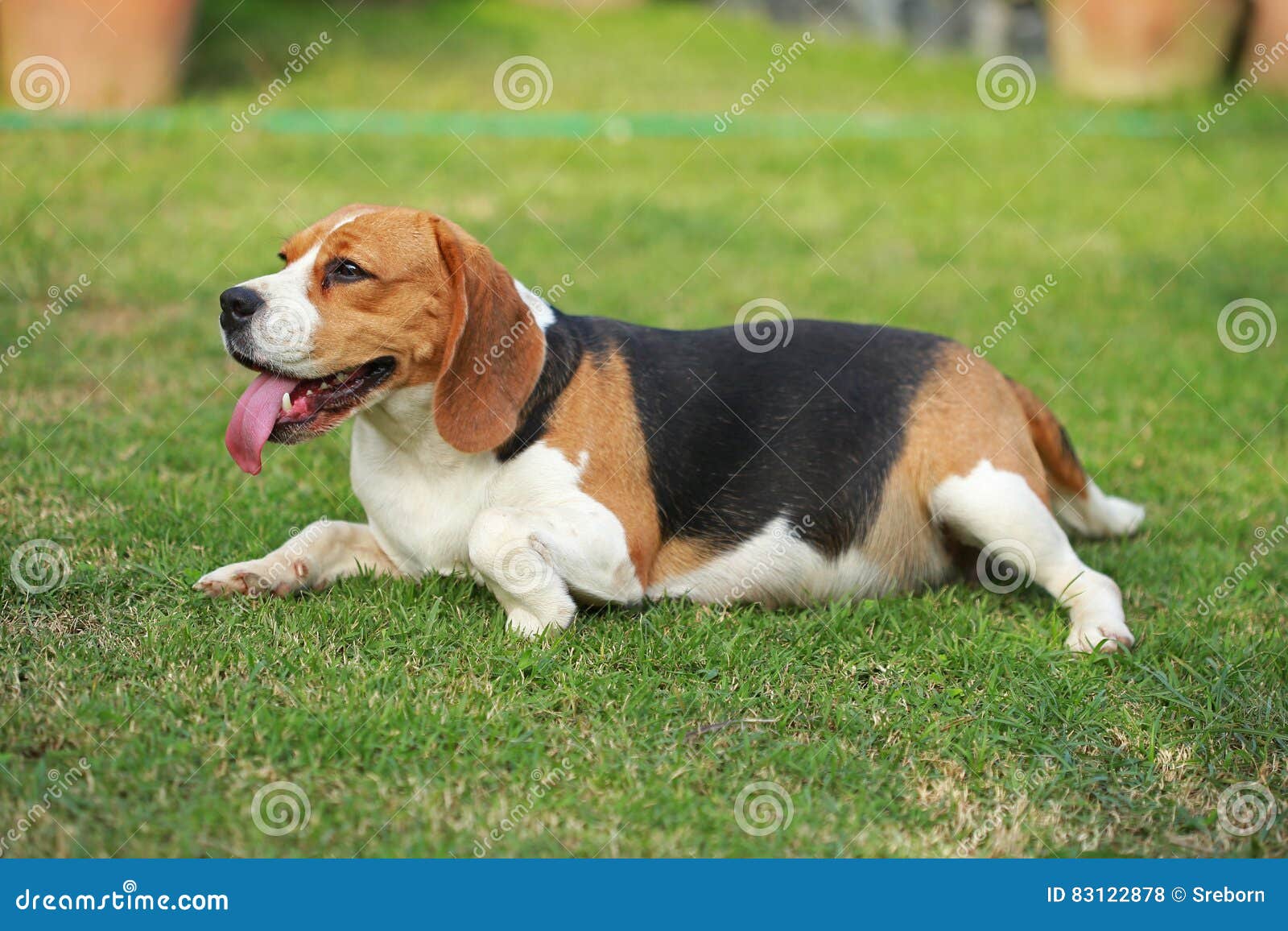Purebred Female Beagle Dog Lying Down on Lawn Stock Photo - Image of ...