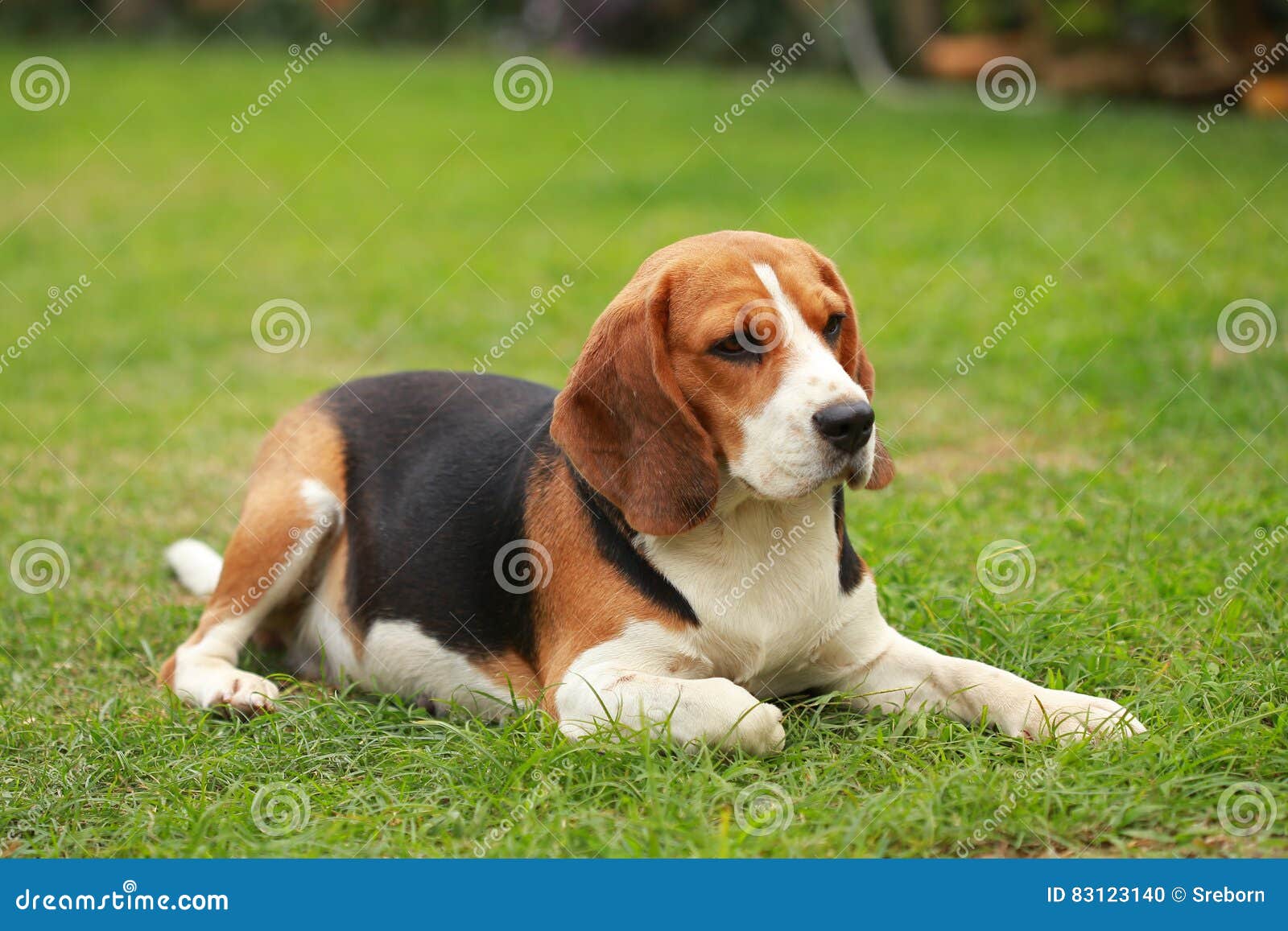 Purebred Female Beagle Dog Lying Down on Lawn Stock Photo - Image of ...