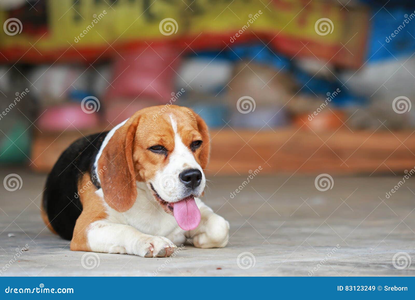 Purebred Female Beagle Dog Lying Down on Lawn Stock Image - Image of ...