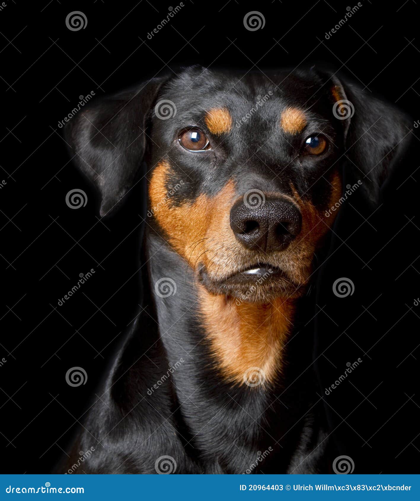179 Red German Pinscher Photos - Free & Royalty-Free Stock Photos from ...