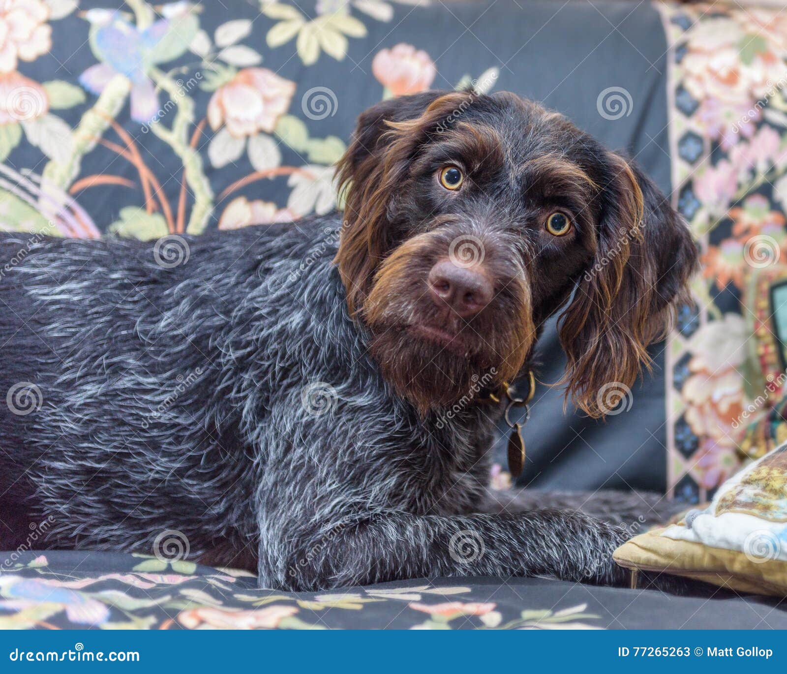 Purebred German Wire-haired Pointer Stock Image - Image of front ...