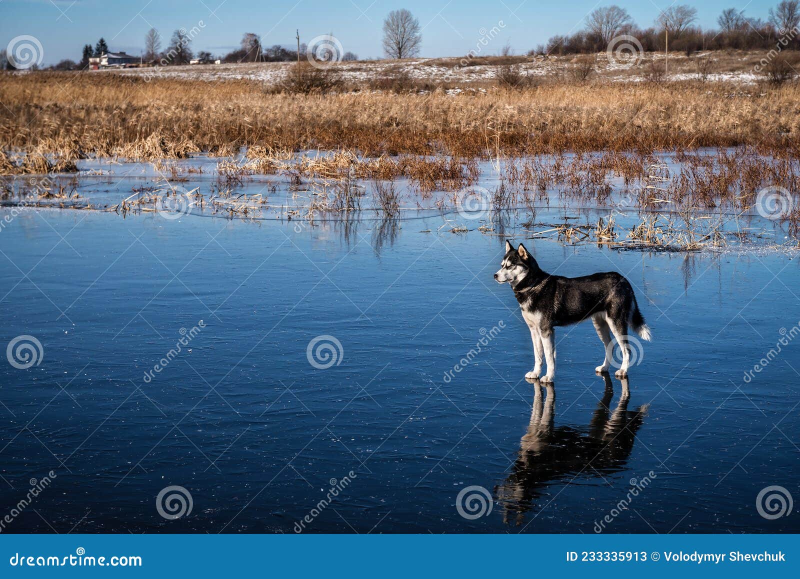 Purebred husky on ice stock image. Image of domestic - 233335913
