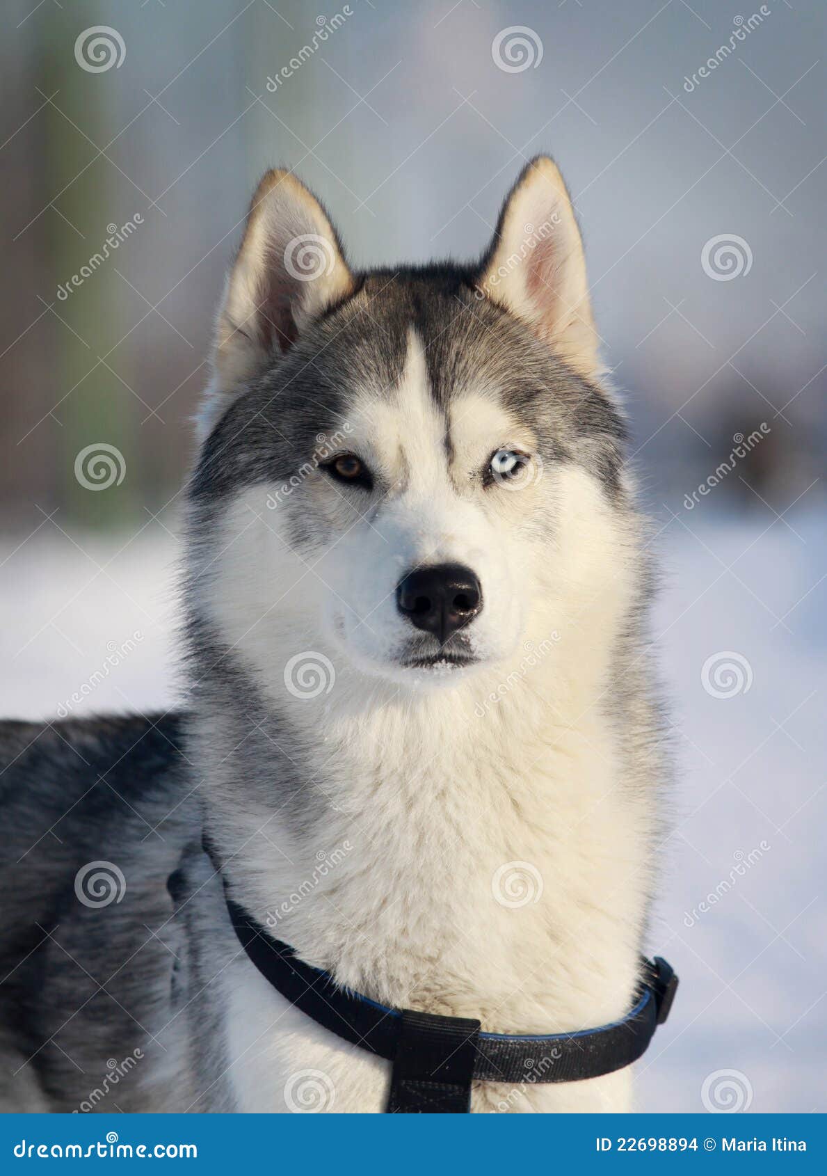 Purebred husky in winter stock photo. Image of siberian - 22698894