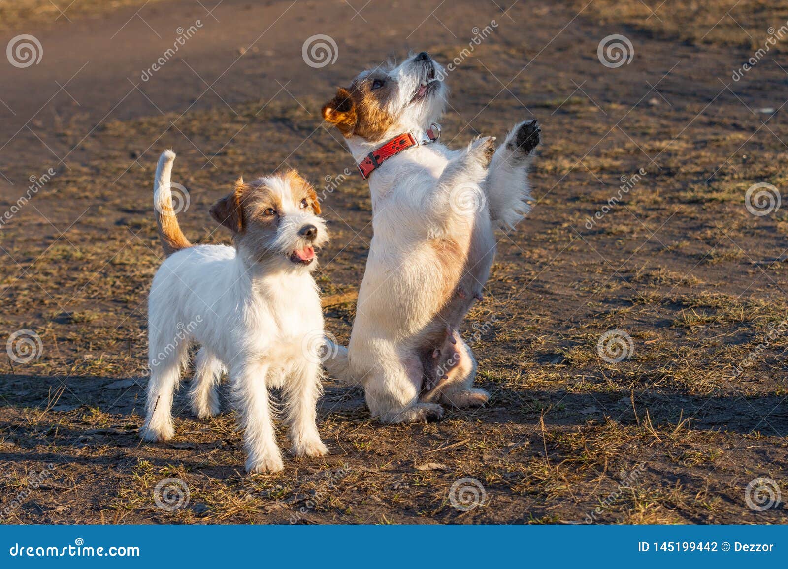 Purebred Jack Russel Terrier Two Dog Outdoors in the Nature on Grass ...