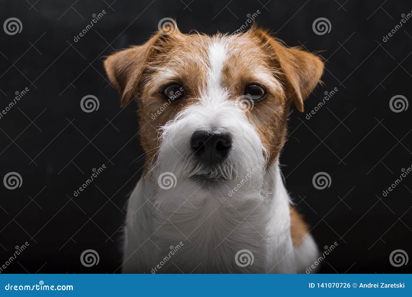 Purebred Jack Russell is Lying on a Pedestal in the Studio and Looking ...