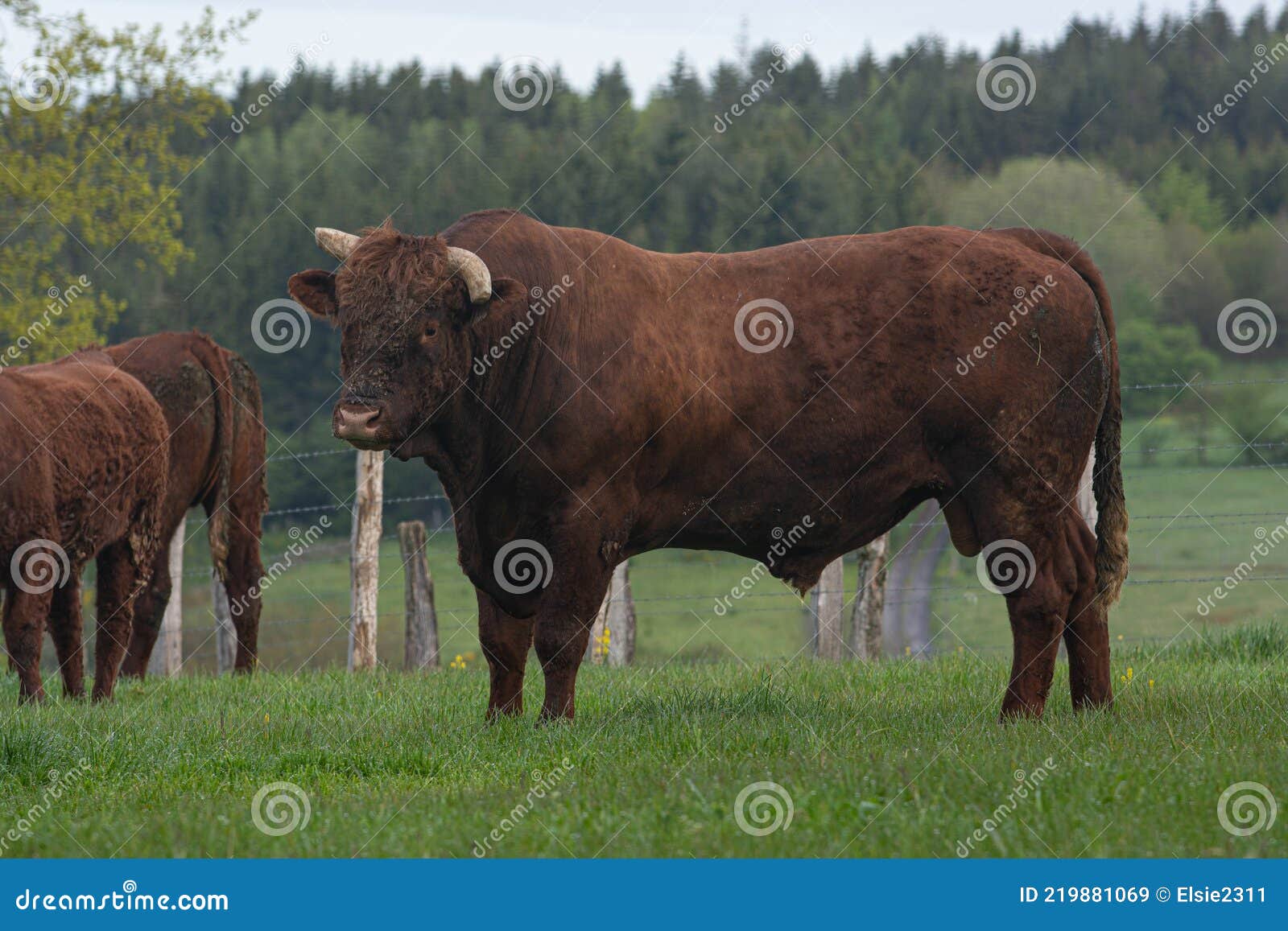 Purebred limousin bull stock image. Image of cattle - 219881069