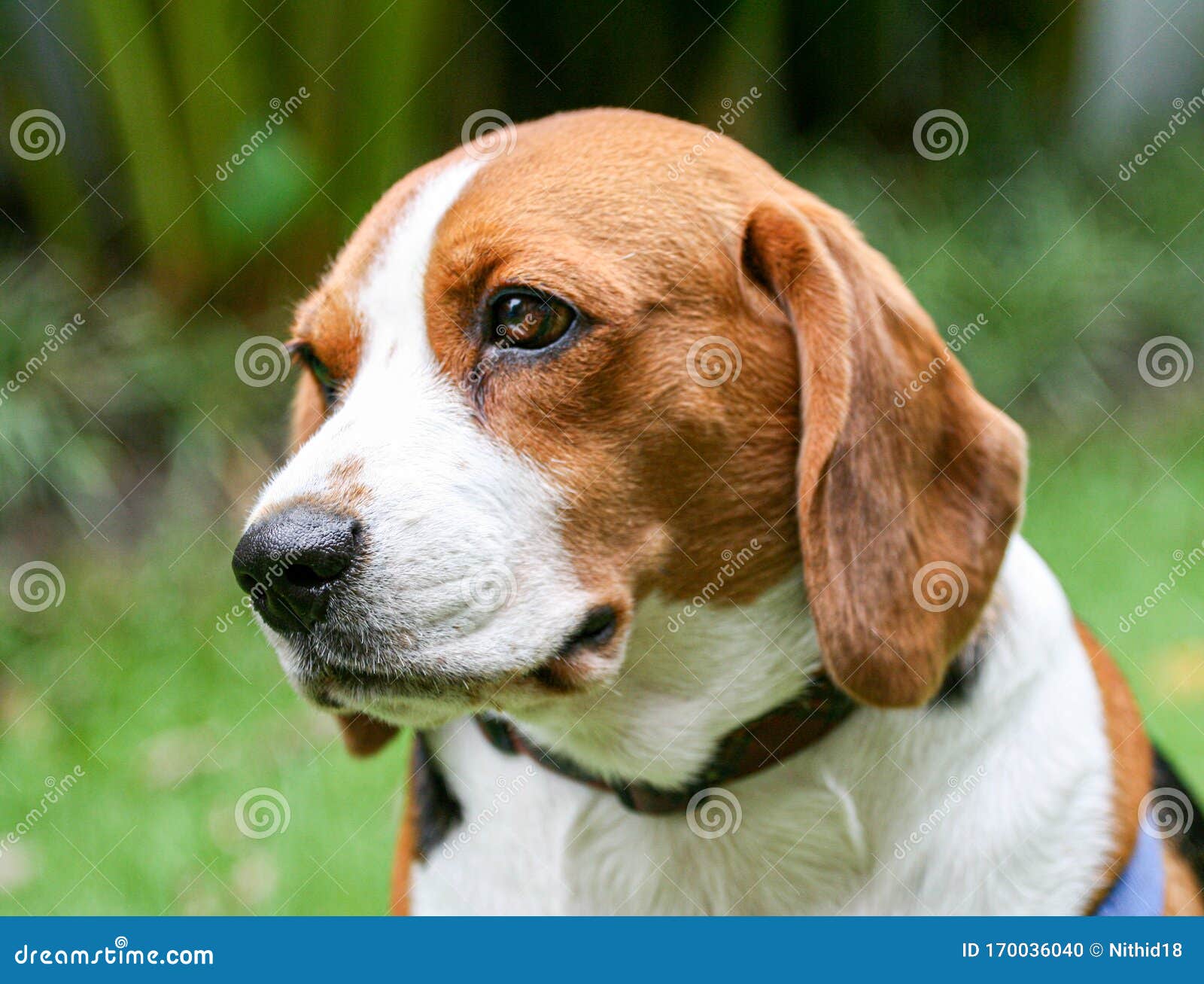 Purebred Pedigree Beagle Dog Lying Down on the Lawn Stock Photo - Image ...