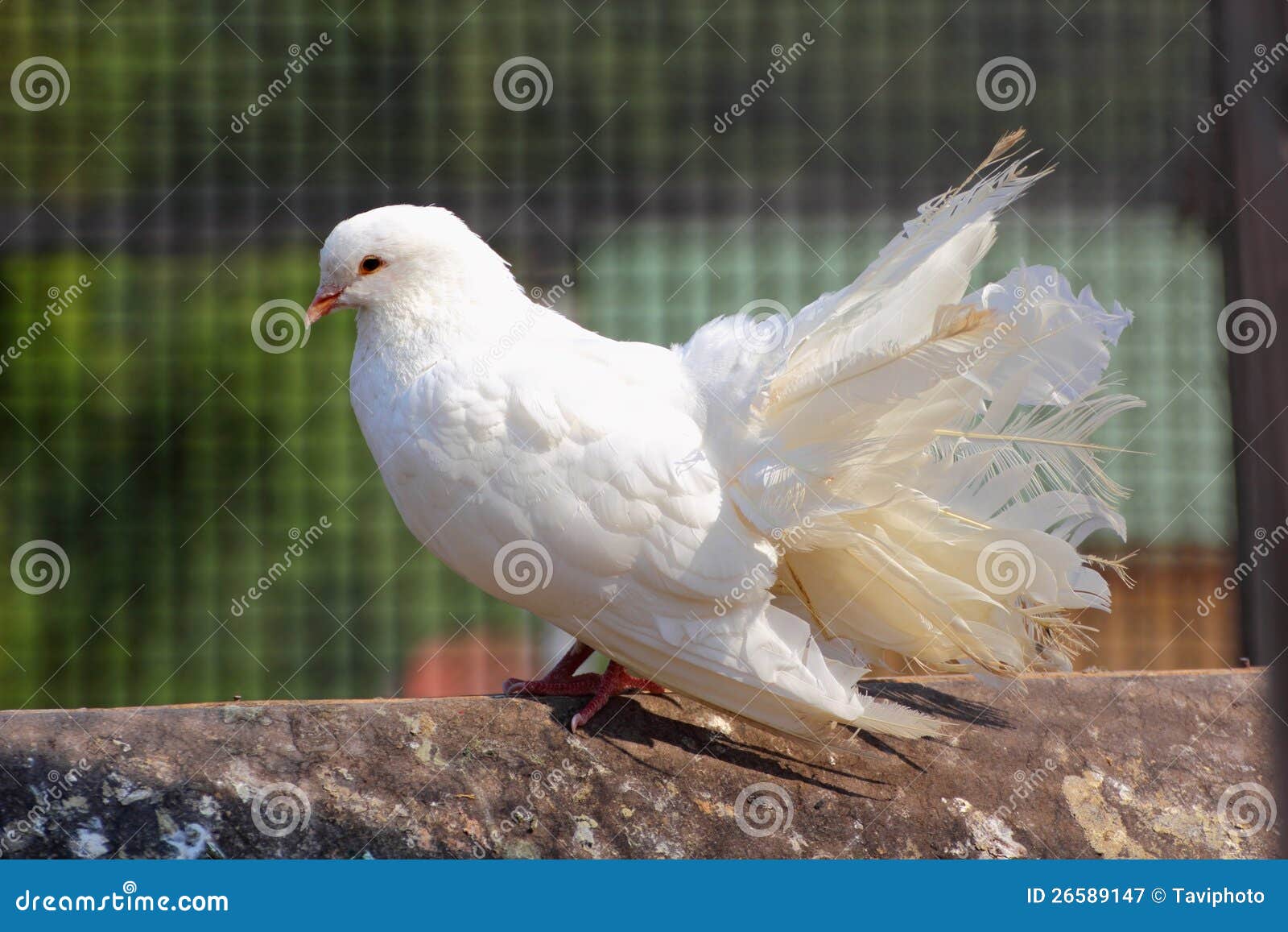 Purebred pigeon stock image. Image of beak, beauty, purebred - 26589147