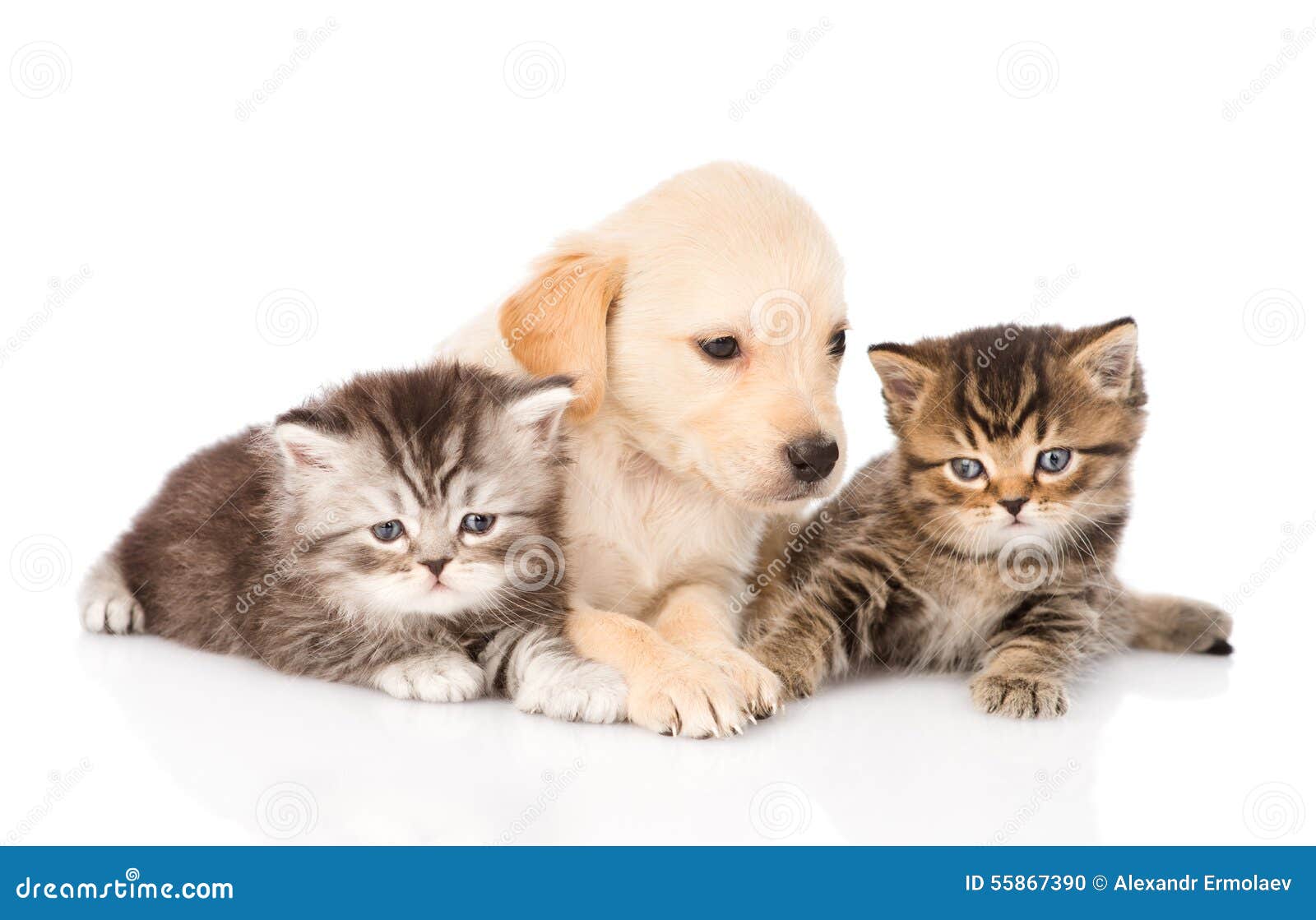 Purebred Puppy Dog and Two British Kittens Lying in Front. Isolated ...