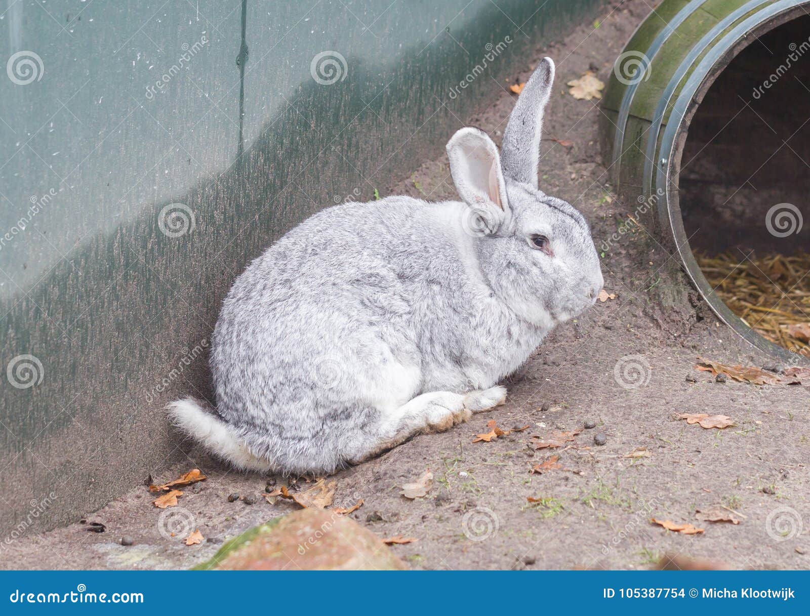 Purebred Rabbit Belgian Giant Resting Outside in the Sun Stock Photo ...