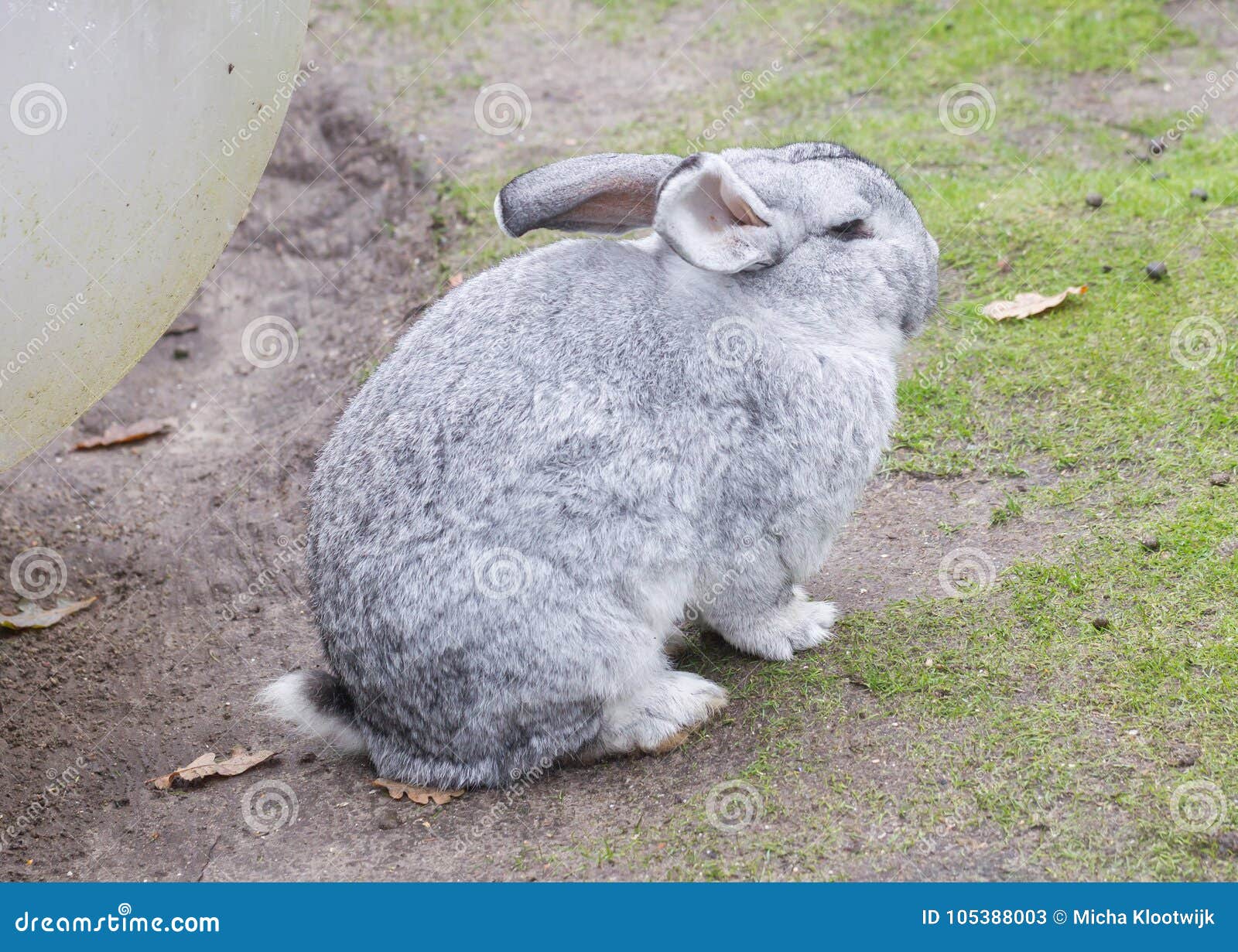 Purebred Rabbit Belgian Giant Resting Outside in the Sun Stock Image ...