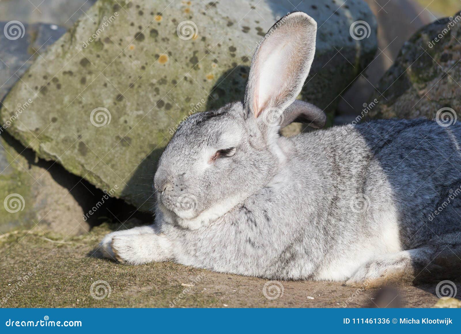 Purebred Rabbit Belgian Giant Resting Outside in the Sun Stock Photo ...