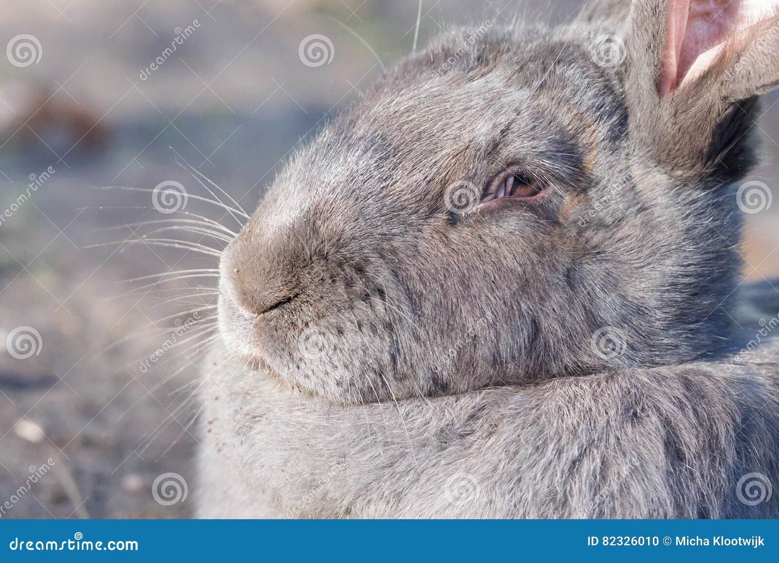 Purebred Rabbit Belgian Giant Resting Outside in the Sun Stock Photo ...
