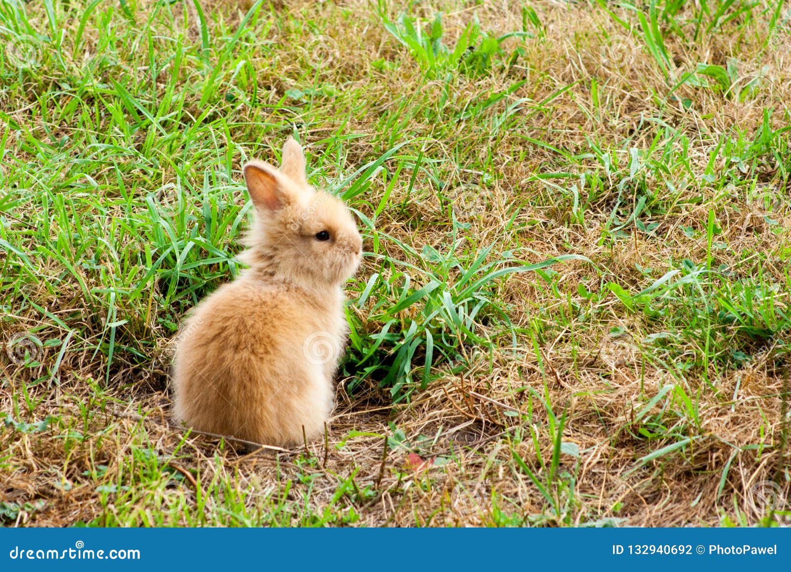 Purebred rabbit on meadow stock photo. Image of rabbit - 132940692