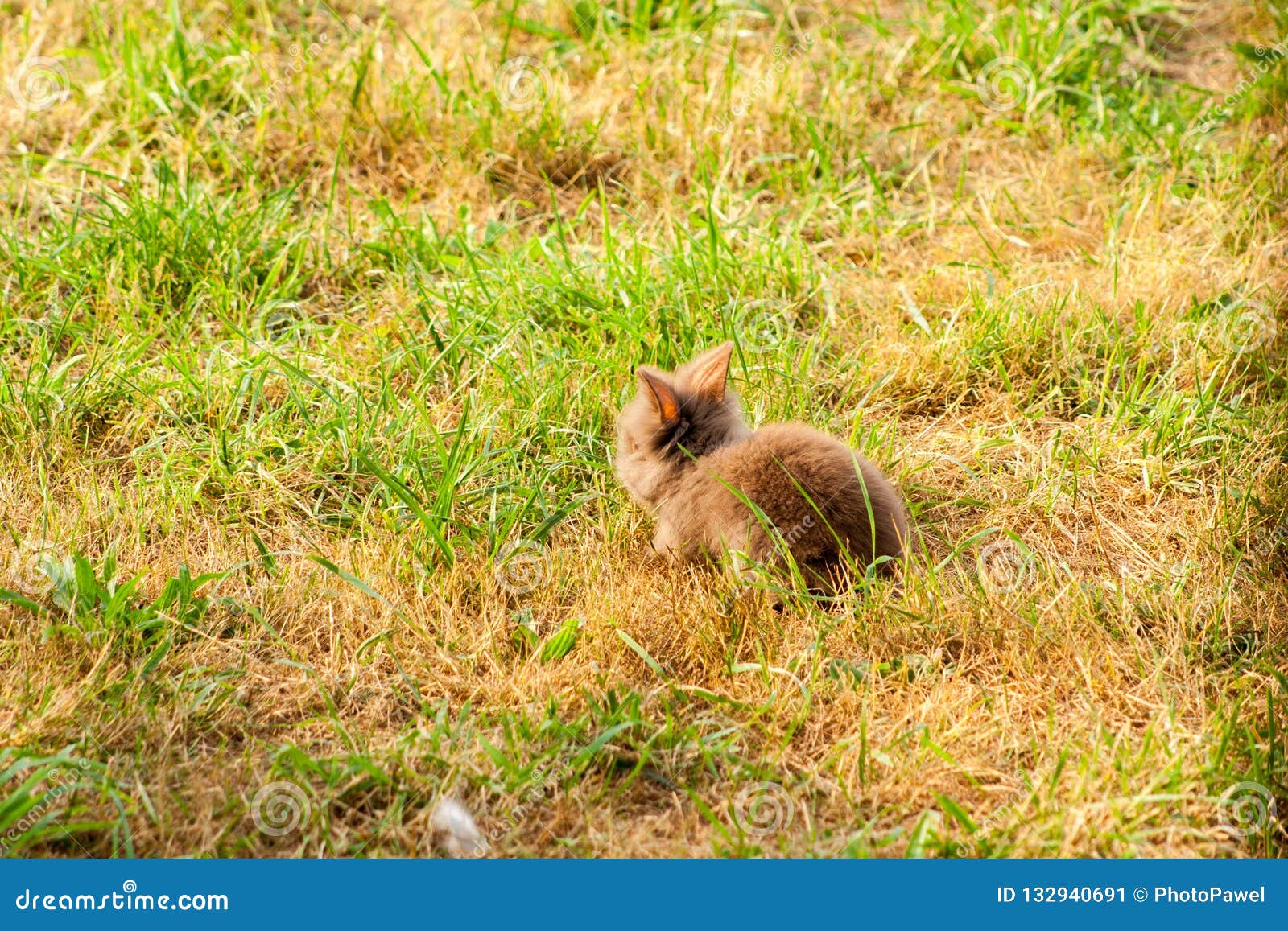 Purebred rabbit on meadow stock image. Image of summer - 132940691