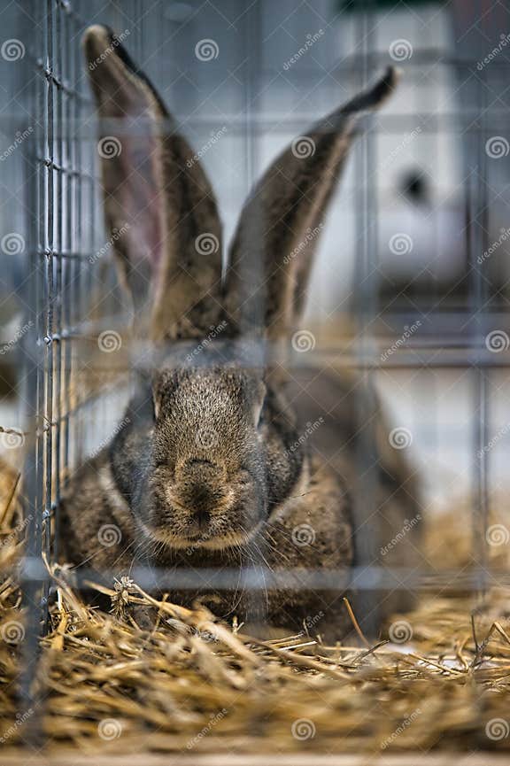 Purebred Rabbits Presented during the Exhibition Stock Photo - Image of ...
