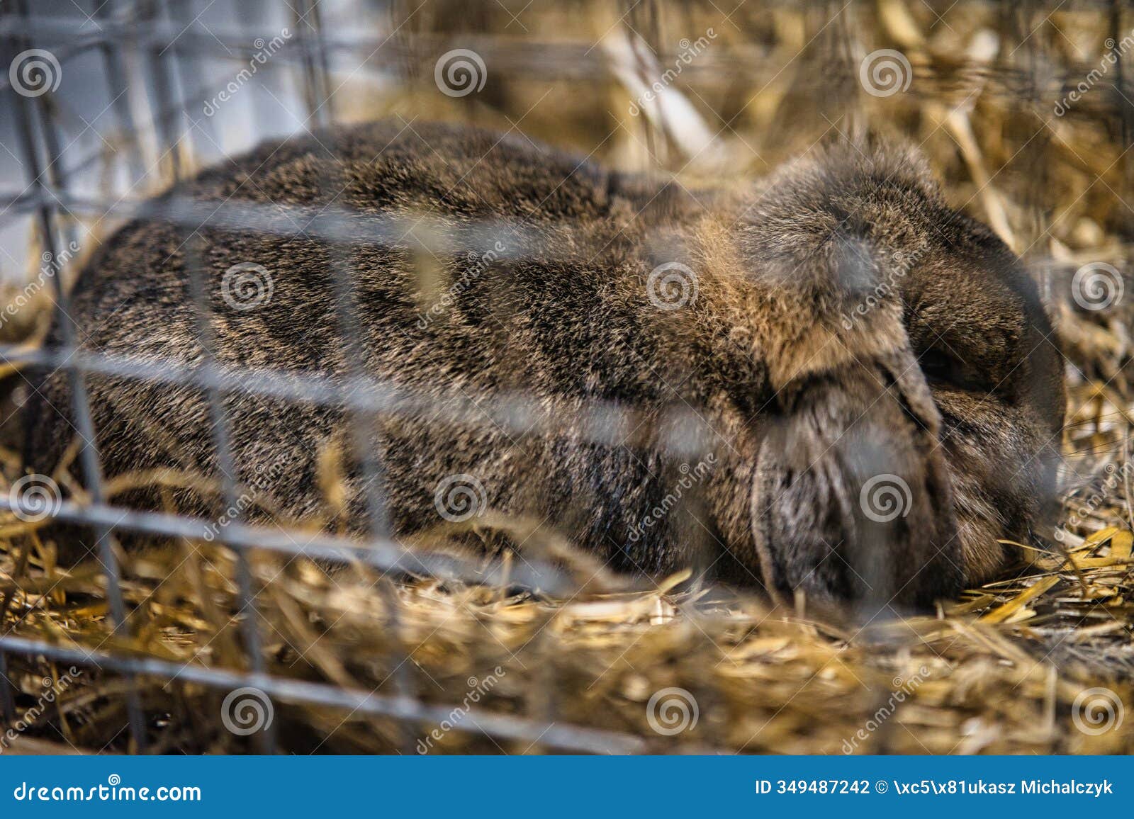 Purebred Rabbits Presented during the Exhibition Stock Photo - Image of ...