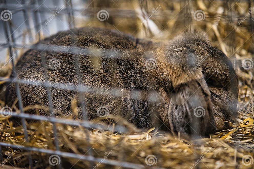 Purebred Rabbits Presented during the Exhibition Stock Photo - Image of ...