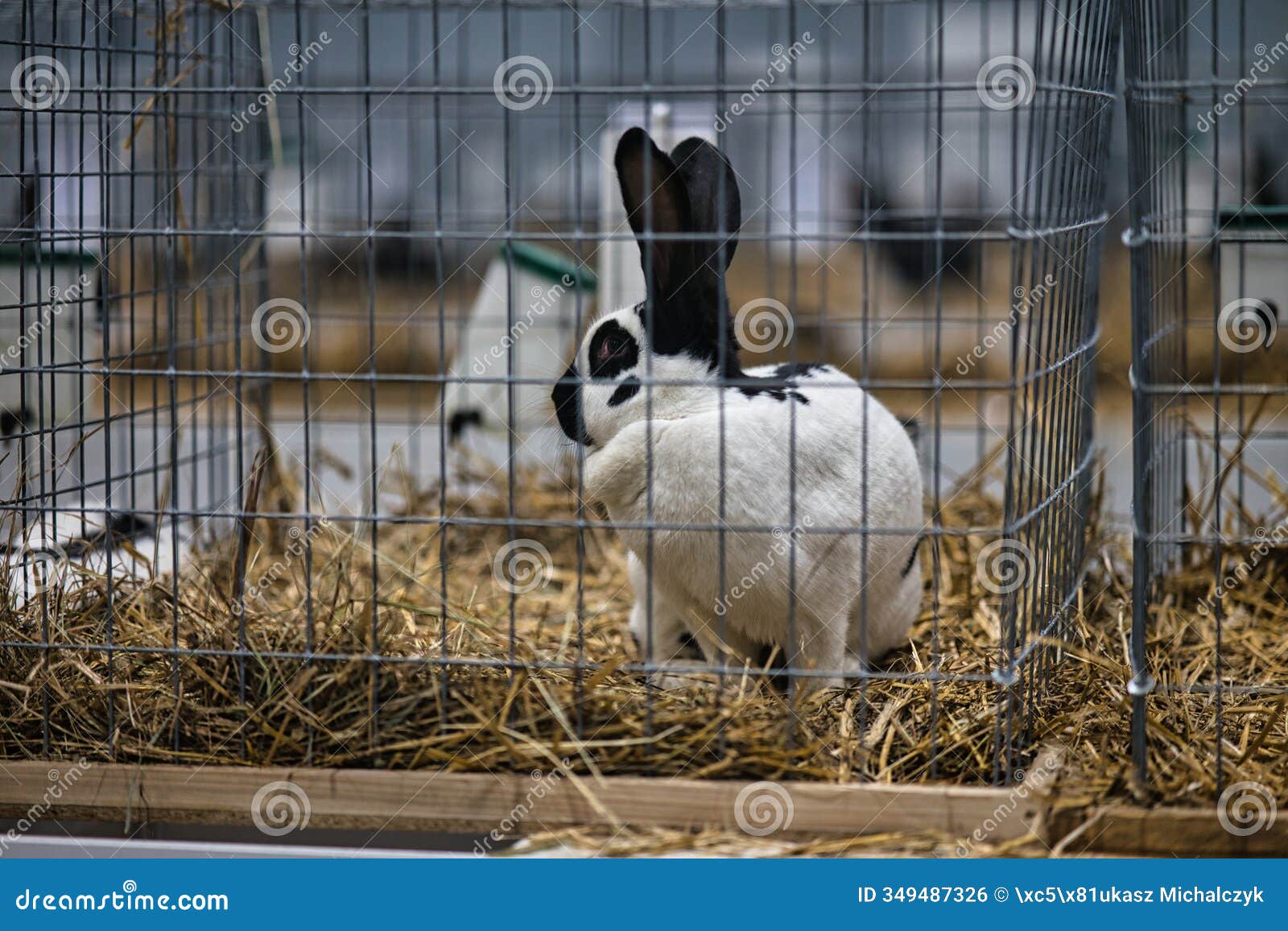Purebred Rabbits Presented during the Exhibition Stock Photo - Image of ...