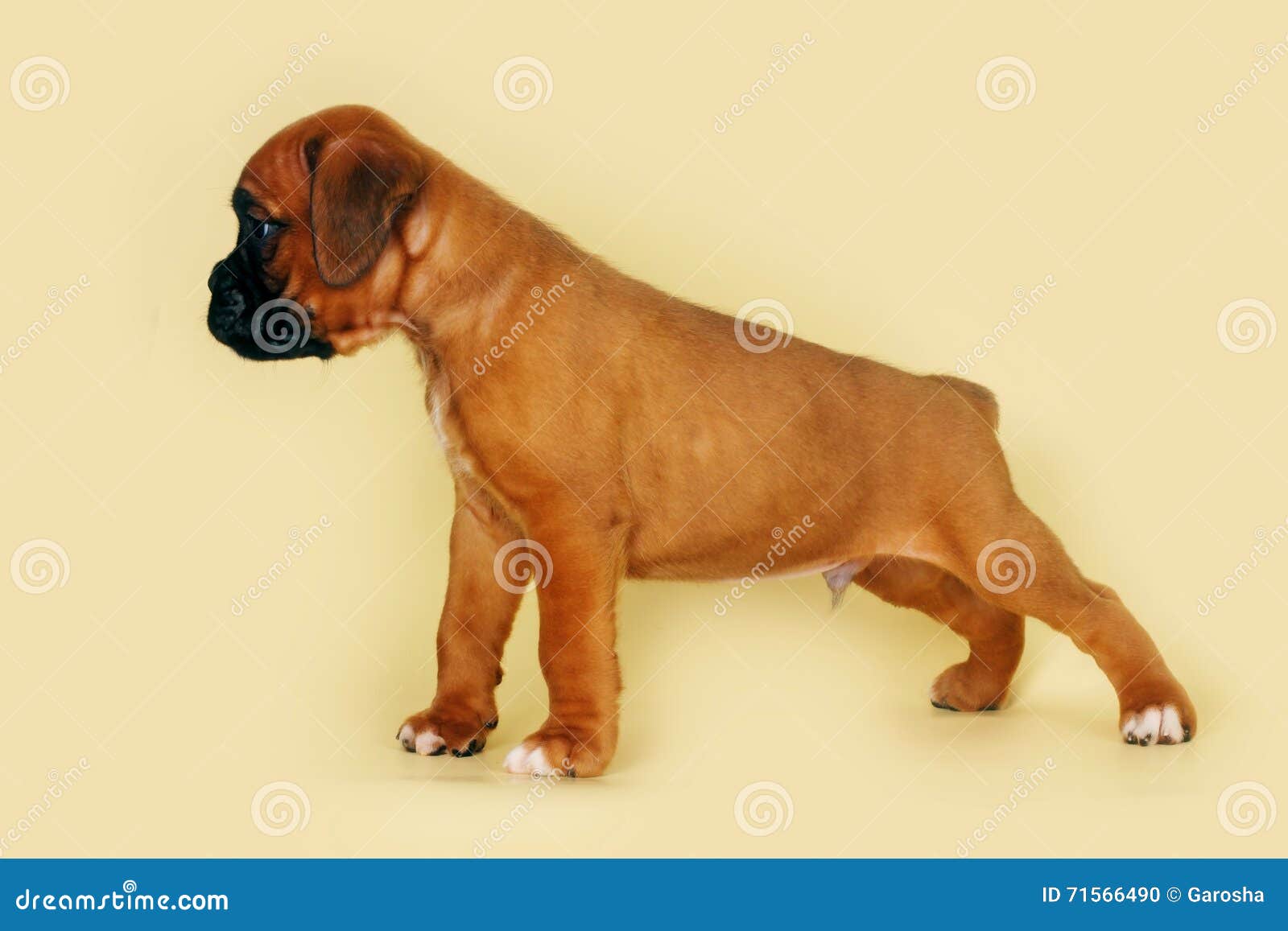 Purebred Red Boxer Puppy Standing Show Position Stock Photos - Free ...