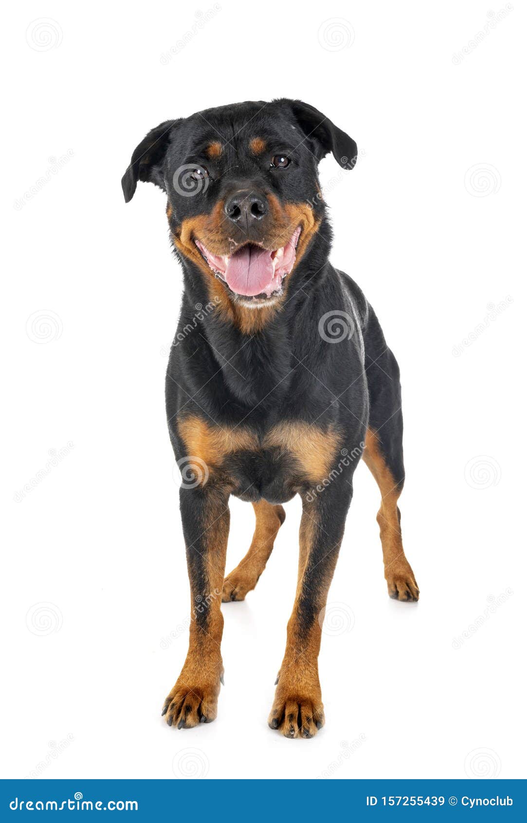 Can Purebred Rottweilers Have White On Them