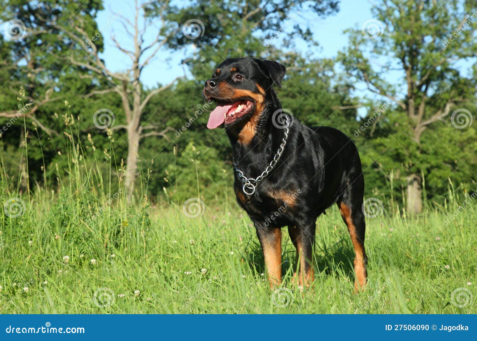 Purebred Rottweiler on Green Grass Stock Photo - Image of large, field ...