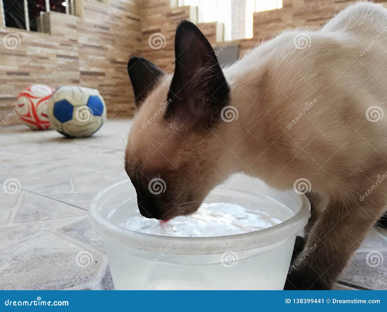 Cute Purebred Siamese Kitten Baby Stock Image - Image of drinking ...