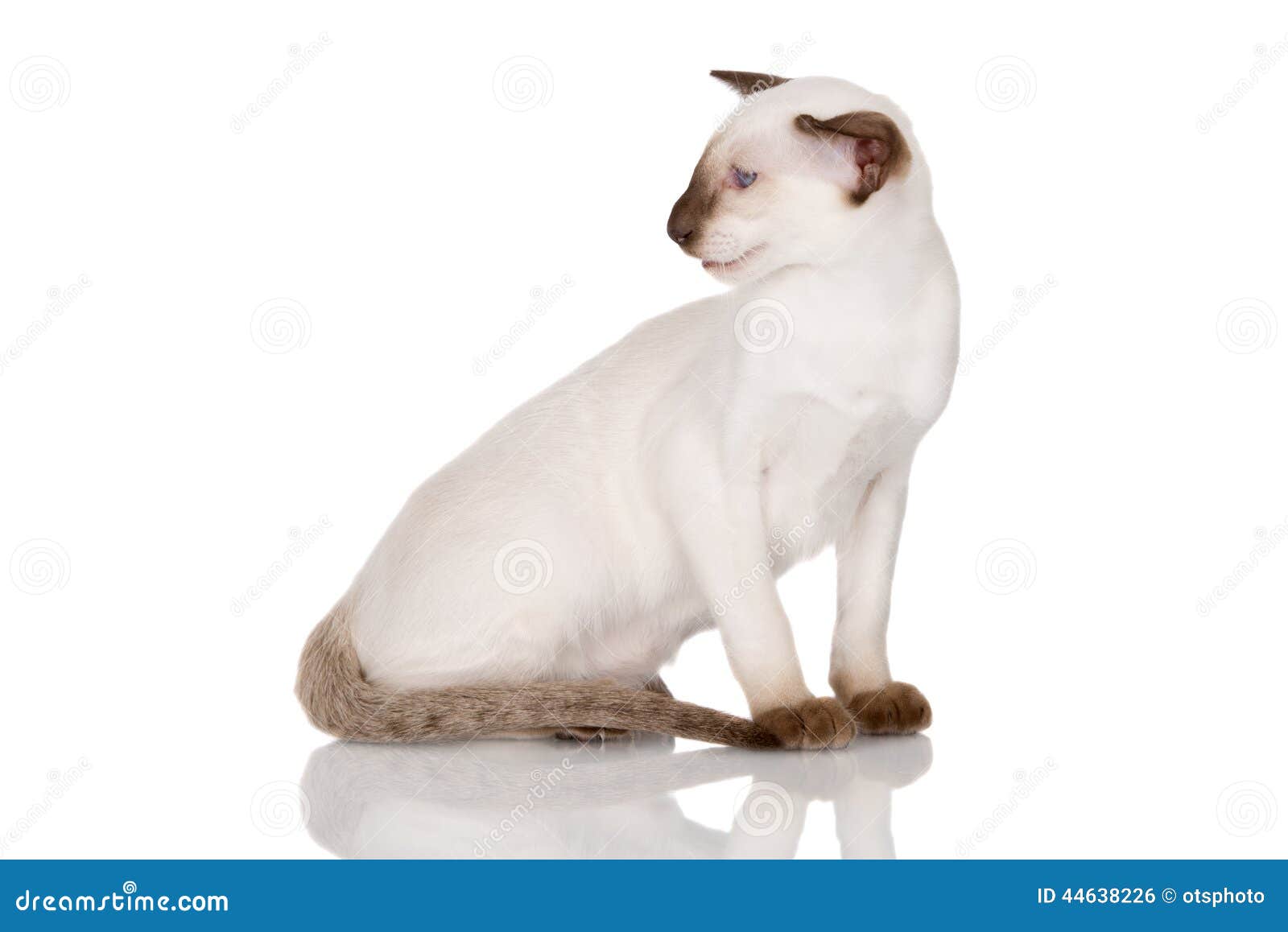 Purebred siamese kitten stock photo. Image of pedigreed - 44638226