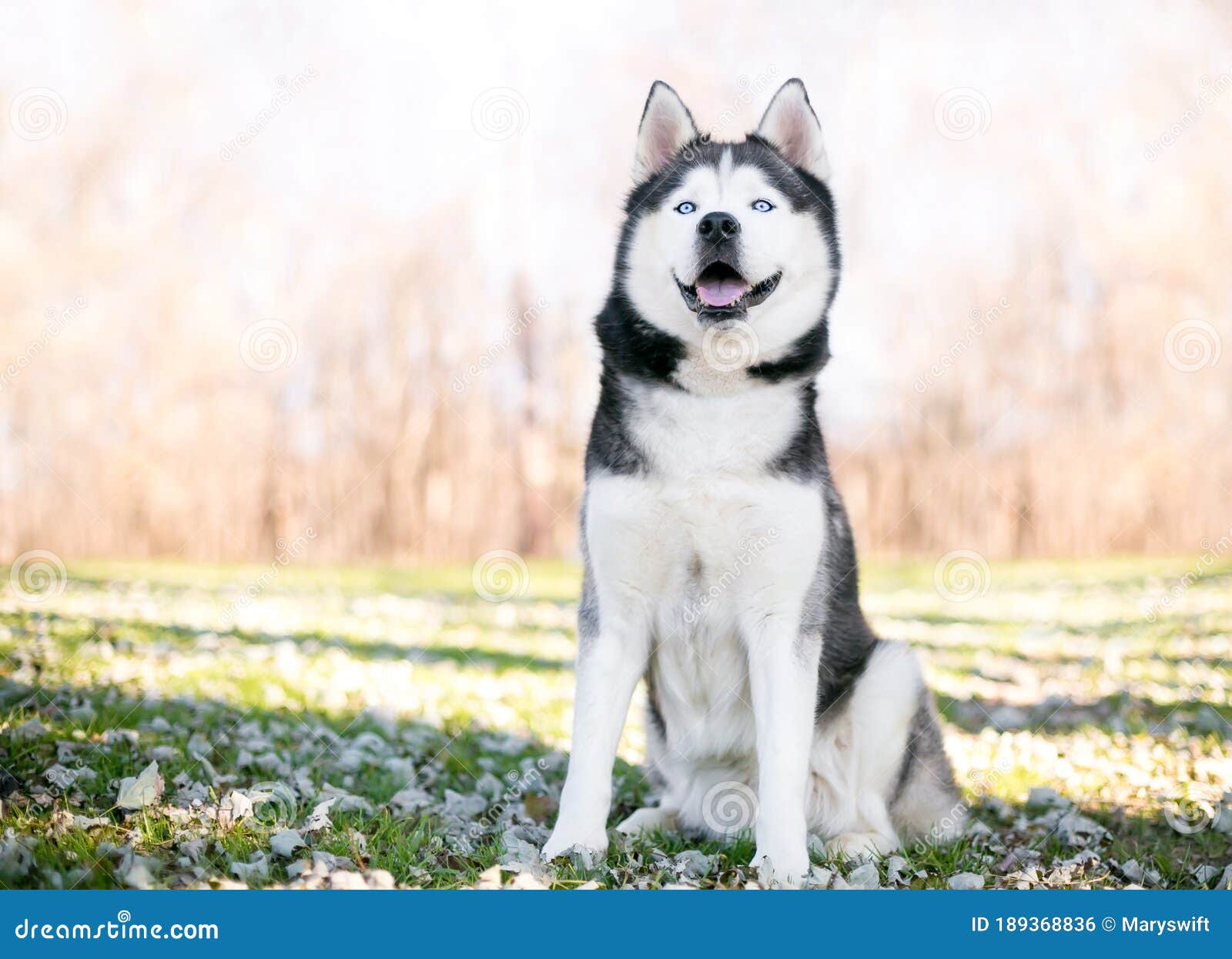 A Purebred Siberian Husky Dog Outdoors Stock Photo - Image of canine ...