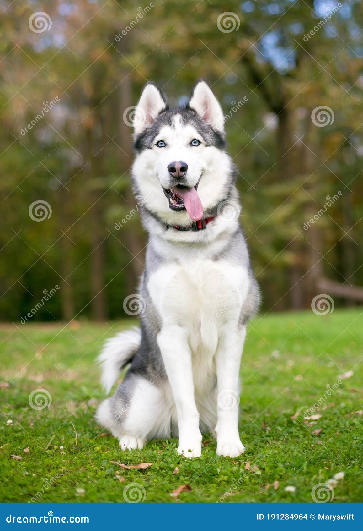 A Purebred Siberian Husky Dog Sitting Outdoors Stock Photo - Image of ...