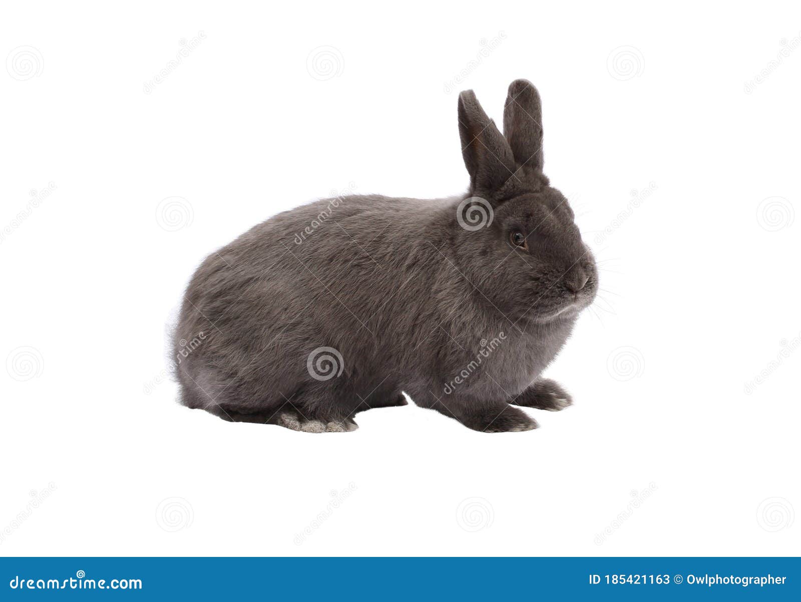 Purebred Vienna Glaucous-blue Rabbit on White Background Stock Image ...