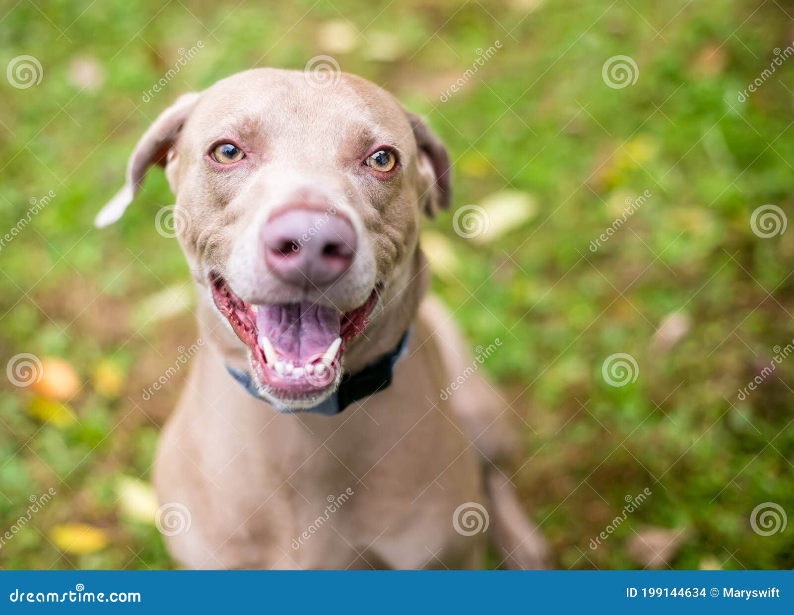A Purebred Weimaraner Dog with a Happy Expression Stock Photo - Image ...
