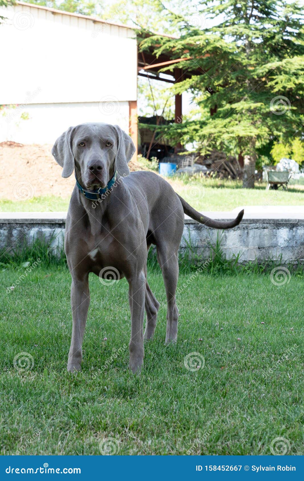 Purebred Weimaraner Dog Outdoors in the Garden Stock Image - Image of ...