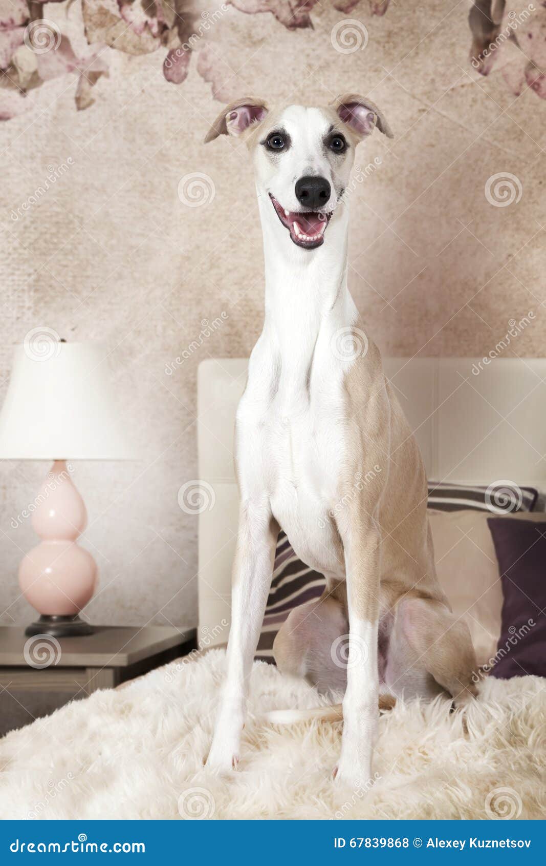 Purebred Whippet Dog Sitting on the Bed Stock Photo - Image of portrait ...