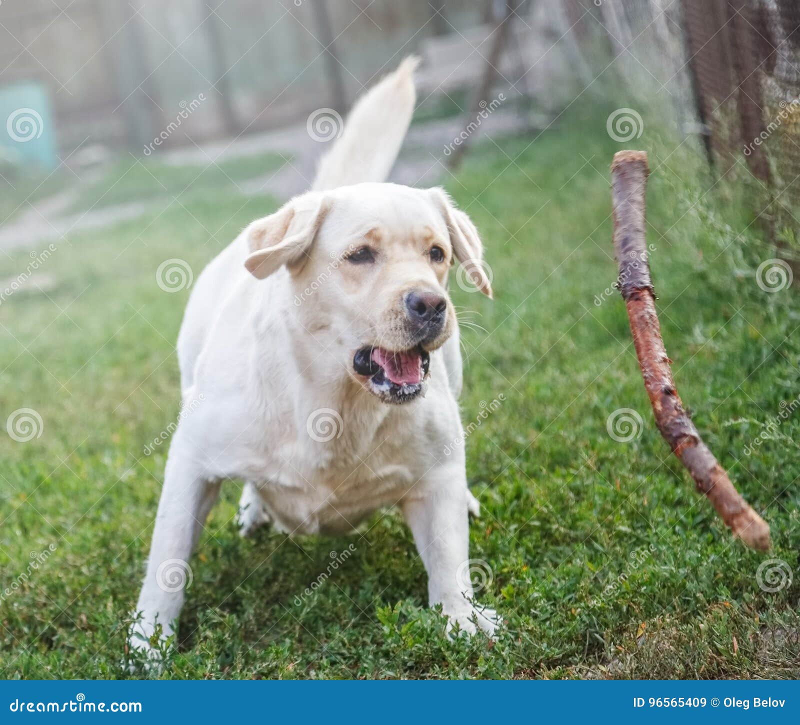 Purebred White Labrador and Flying Stick Stock Image - Image of action ...