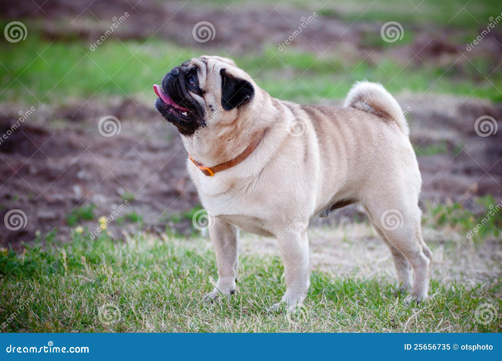 Purebreed pug dog portrait stock image. Image of alert - 25656735