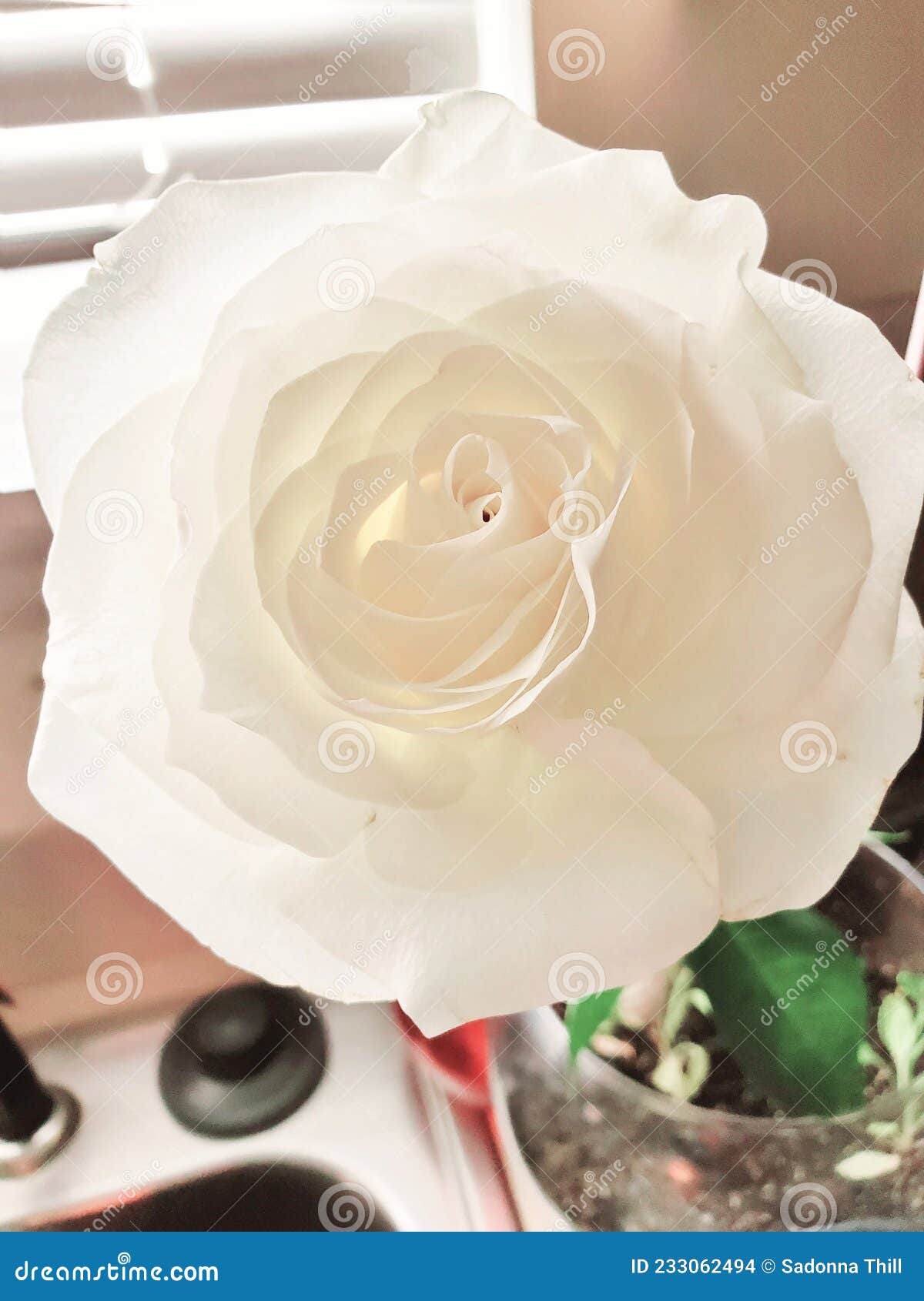 Purest of love stock photo. Image of flower, pink, lilac - 233062494