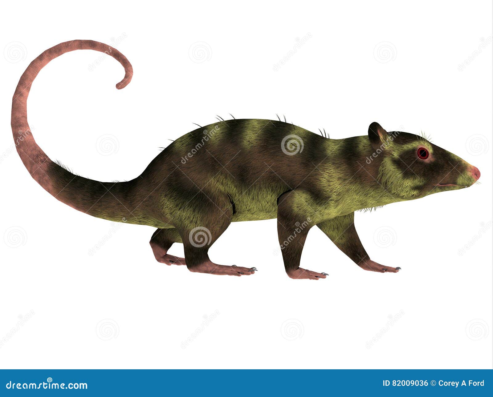 Purgatorius Primate Side Profile Stock Illustration - Illustration of ...