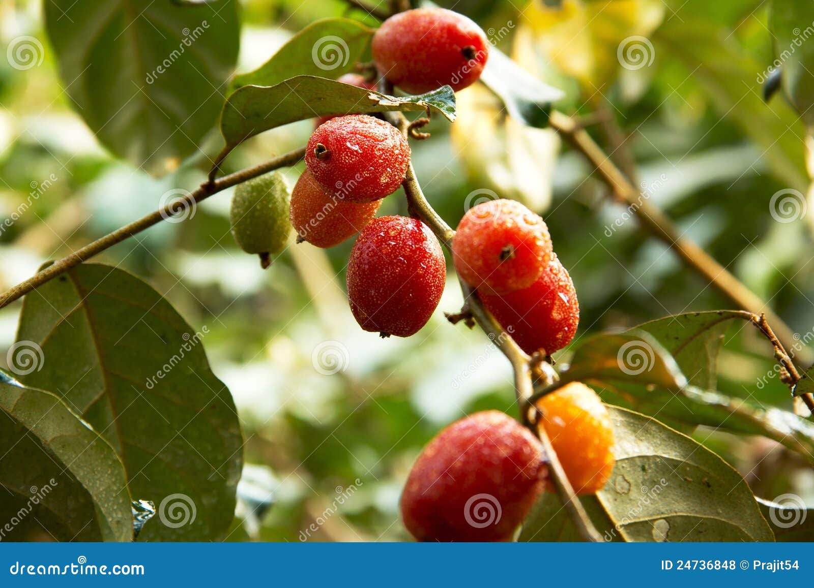 Purging croton stock photo. Image of purging, colorful - 24736848