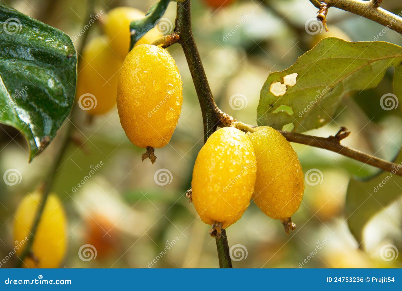 Purging croton stock photo. Image of green, tasty, colorful - 24753236