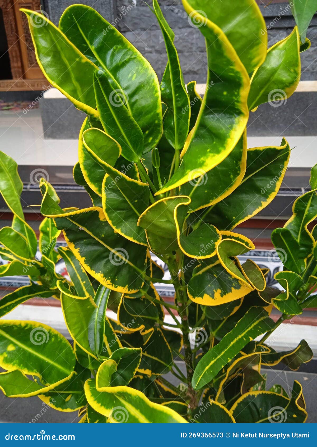 Puring/ Codiaeum Variegatum Plant in the Garden Stock Image - Image of ...