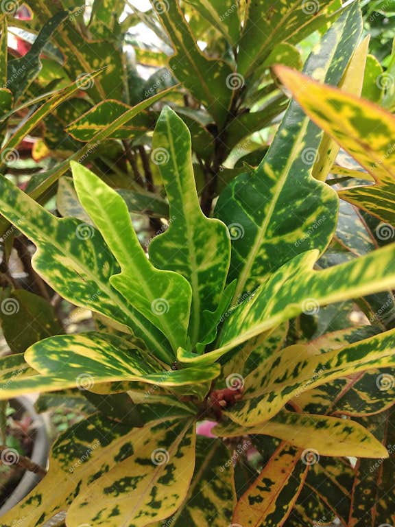 Puring Jet Plants stock photo. Image of evergreen, branch - 268313900