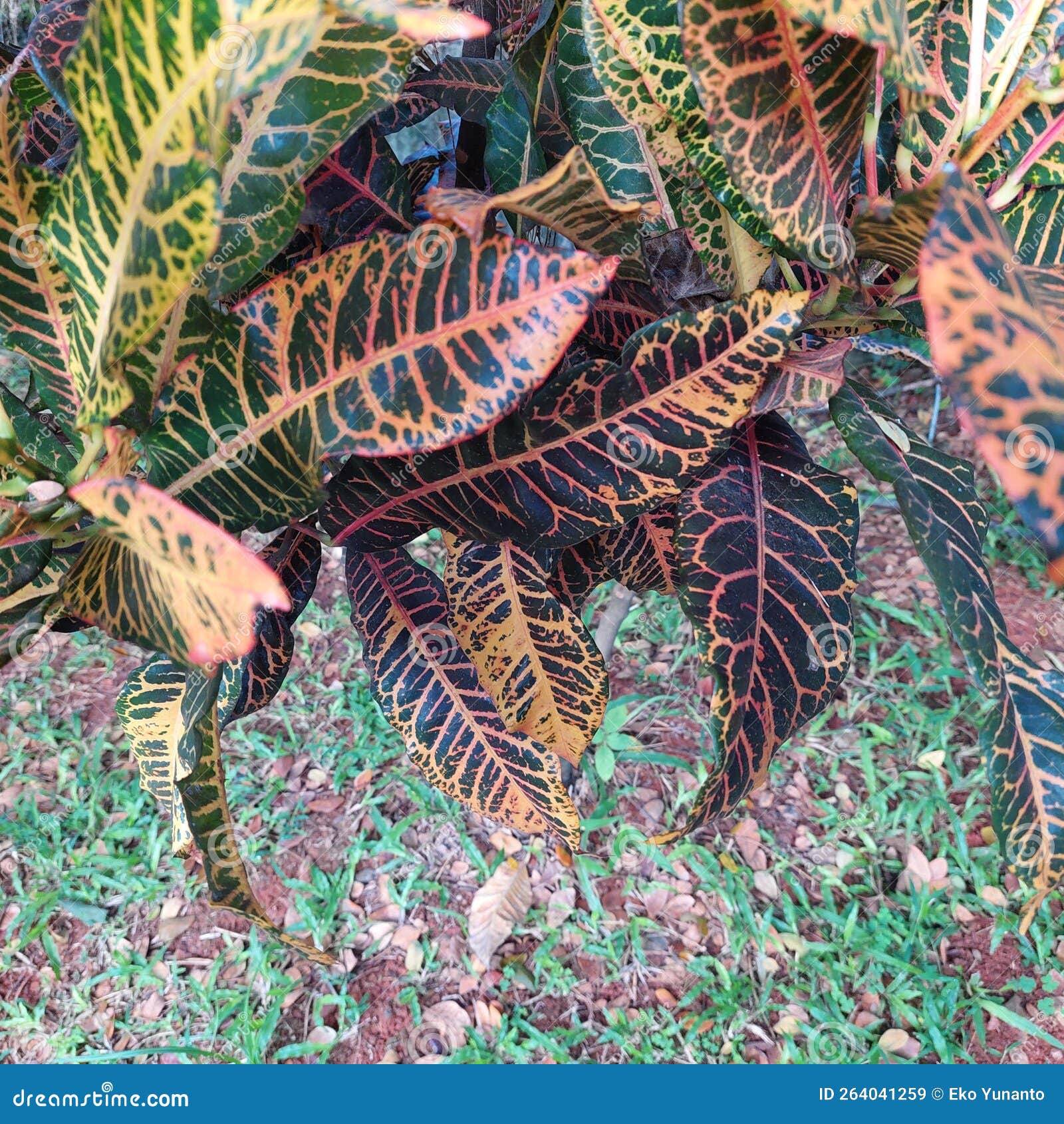 Puring, Pudding or Kroton (Codiaeum Variegatum) are Popular Garden ...