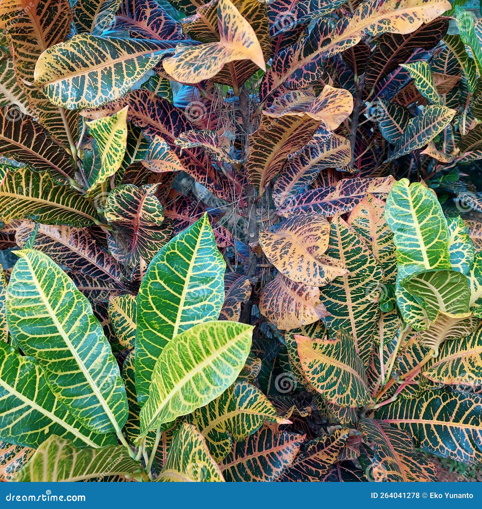 Puring, Pudding or Kroton (Codiaeum Variegatum) are Popular Garden ...