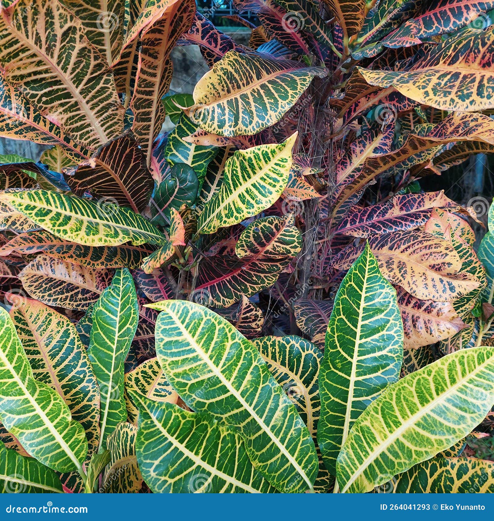 Puring, Pudding or Kroton (Codiaeum Variegatum) are Popular Garden ...