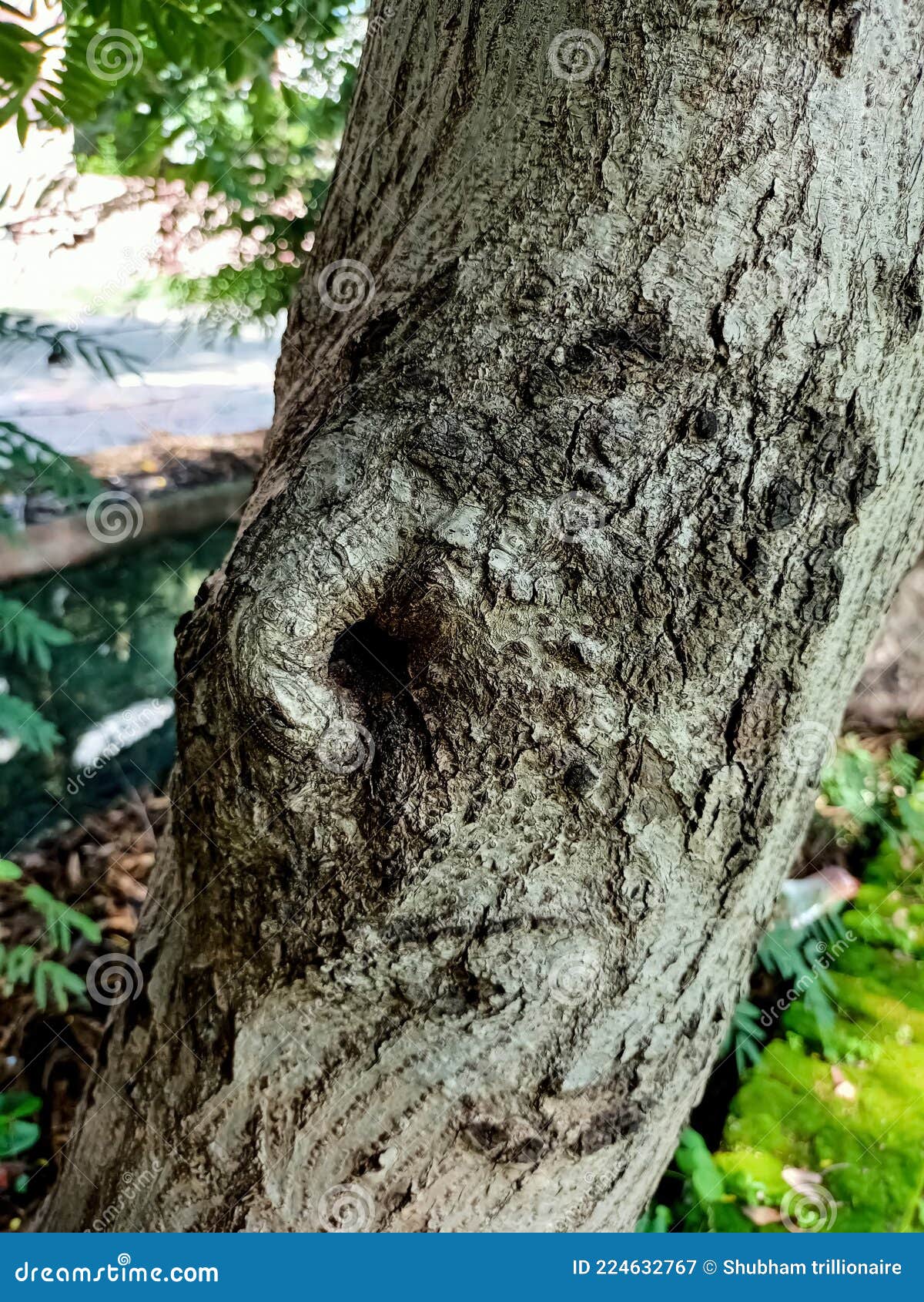 Puriri Moth, Tree Photography Stock Image - Image of puriri, leaf ...