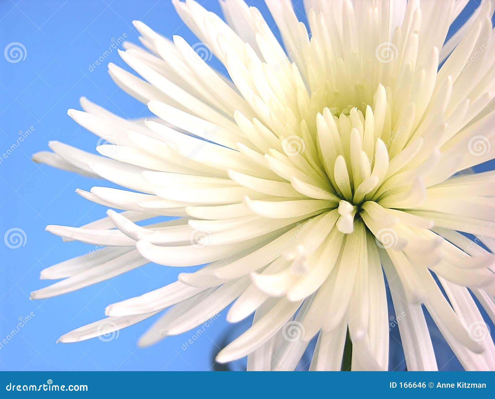 Purity stock photo. Image of chrysanthemum, beautiful, buds - 166646