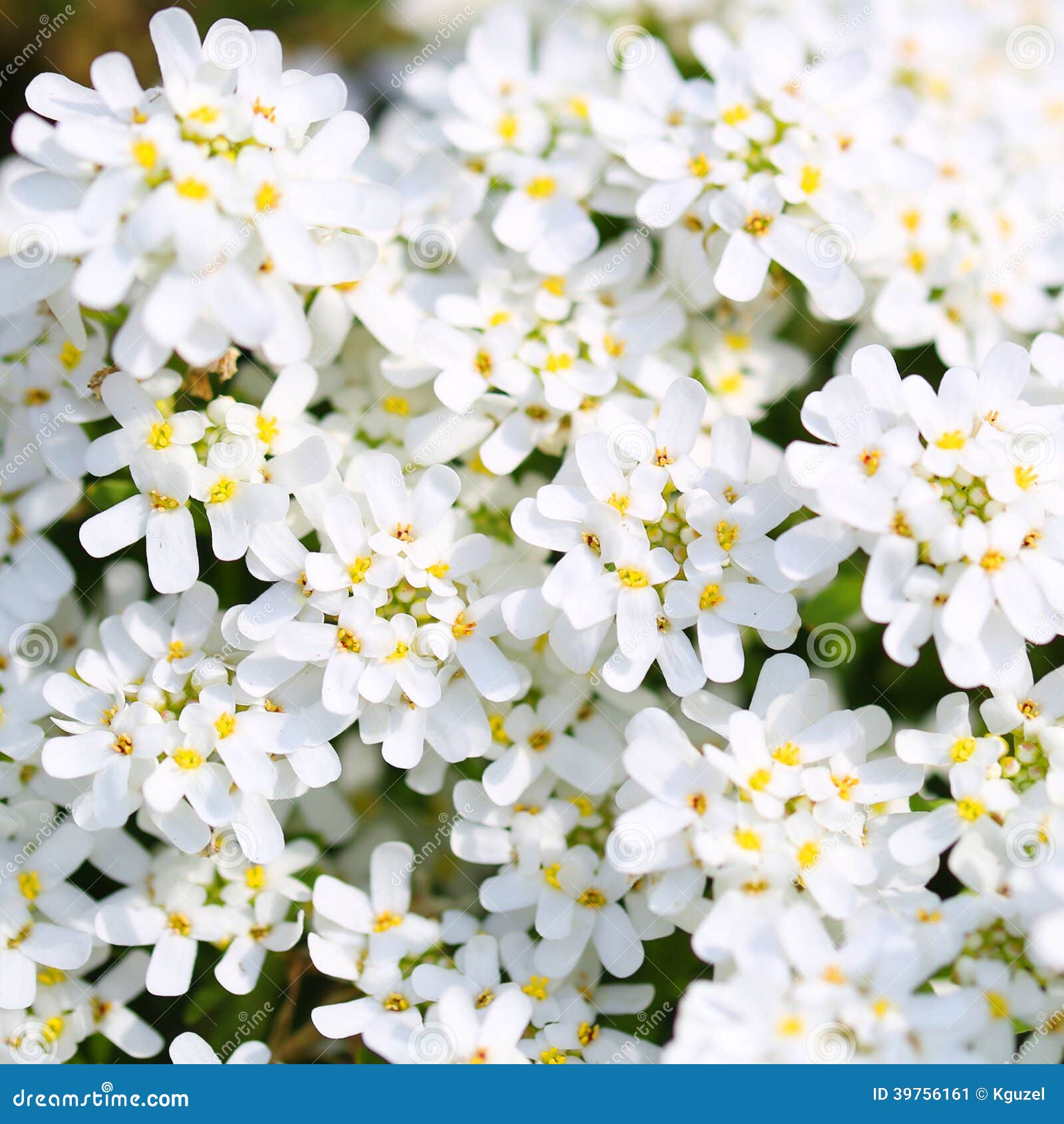 Red Tiny Flowers Good For Magazine Layout Illustration Or Poster ...