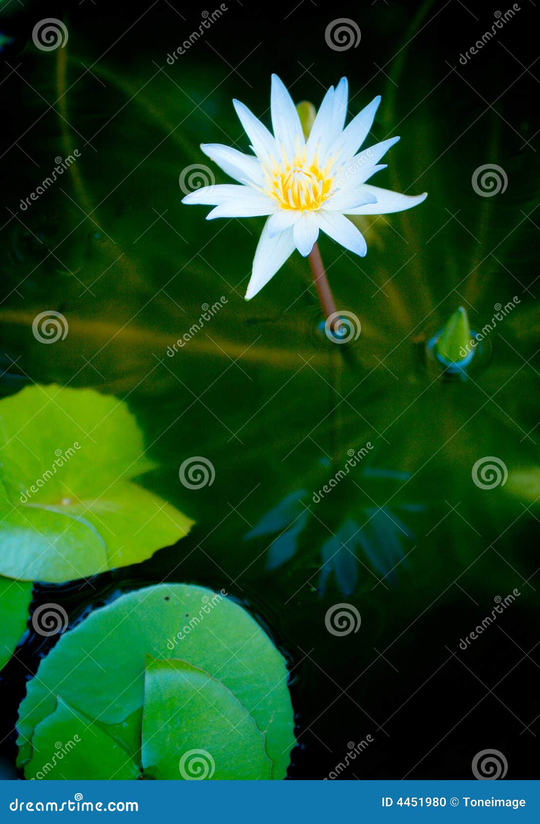 Purity Lotus stock photo. Image of chinese, travel, purity - 4451980