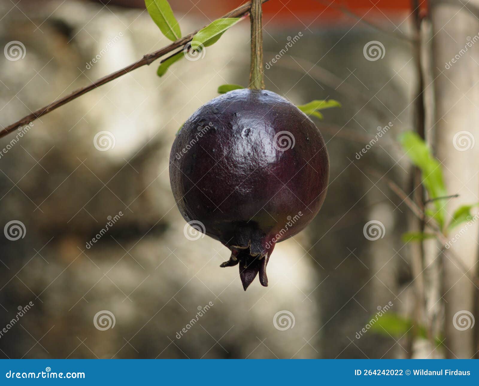 Purlpe Pomegranate with Nice Crown Stock Photo - Image of shrub, plant ...
